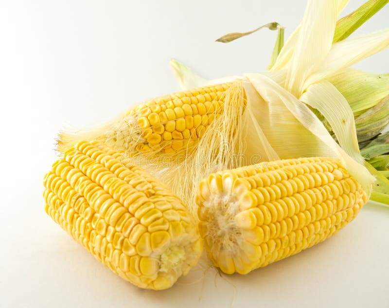 Corn bouquet stock photo. Image of photograph, american - 4416532