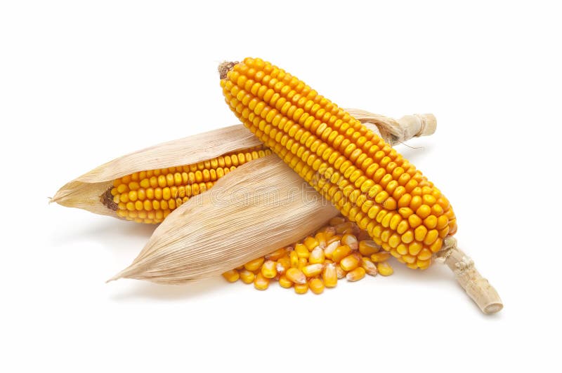 Fresh Corn stock photo. Image of corn, grain, isolated - 21882950