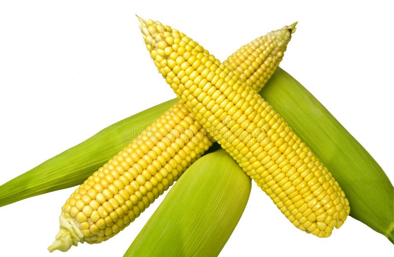 Fresh corn stock image. Image of ingredient, grain, grains - 23312959