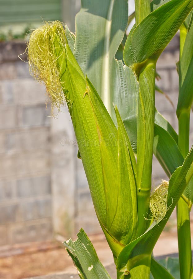 Fresh corn stock photo. Image of maize, collection, goods - 23724254