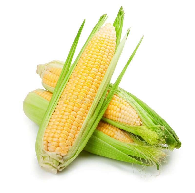Fresh Corn Vegetables on Corn Plant Stock Photo - Image of farmers ...