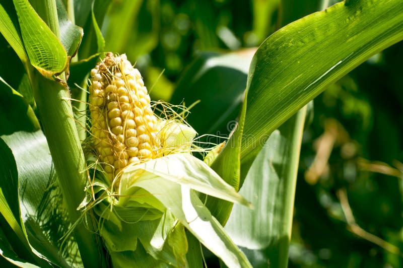 Fresh corn stock photo. Image of bright, nature, outdoors - 26059792