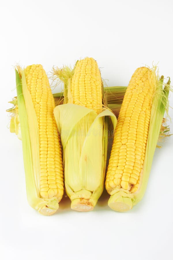 Fresh corn stock photo. Image of freshness, meal, fresh - 26494518
