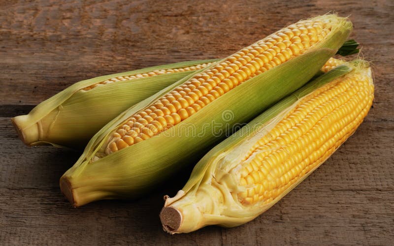 Fresh corn stock image. Image of agriculture, foodstuff - 26537245