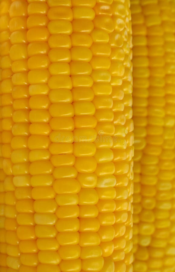 Fresh corn stock image. Image of organic, agriculture - 28087569