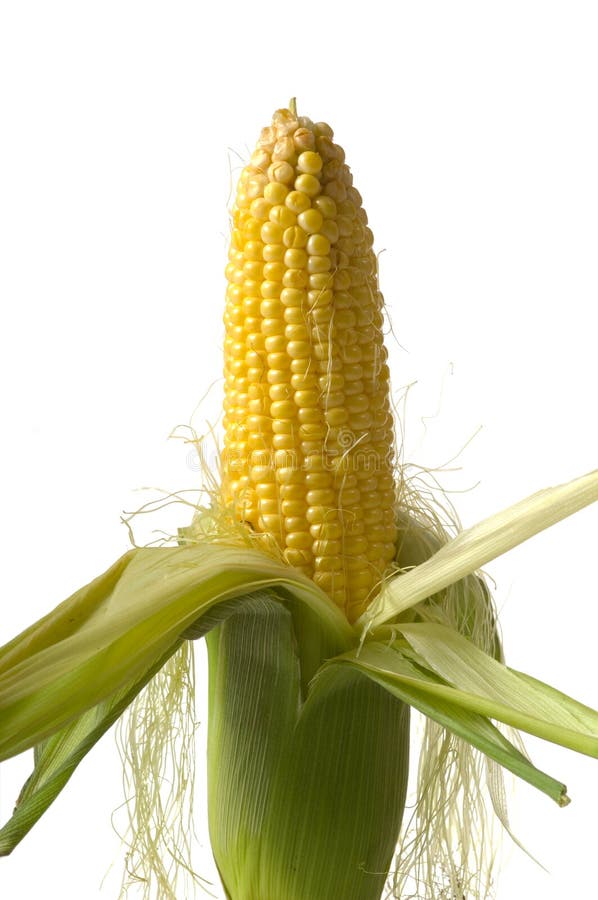 Fresh Corn on the cob stock image. Image of sweet, yellow - 2798677