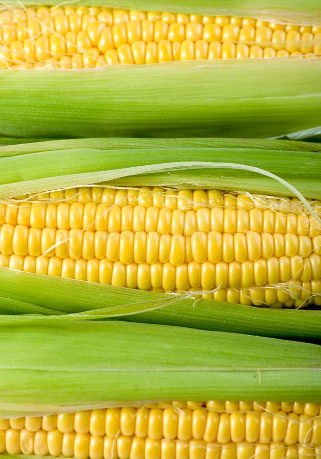 Fresh corn with us flags stock image. Image of agriculture - 25545259