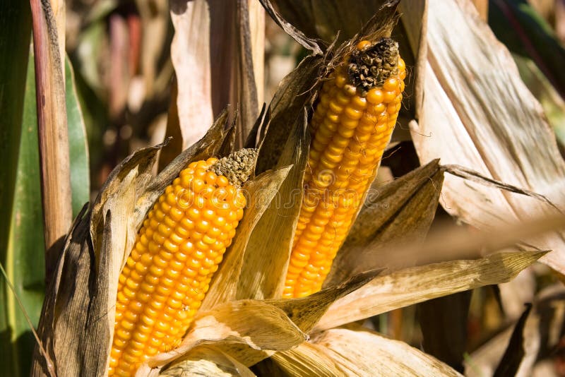 Autumn colored corn stock photo. Image of coloured, colour - 11433558