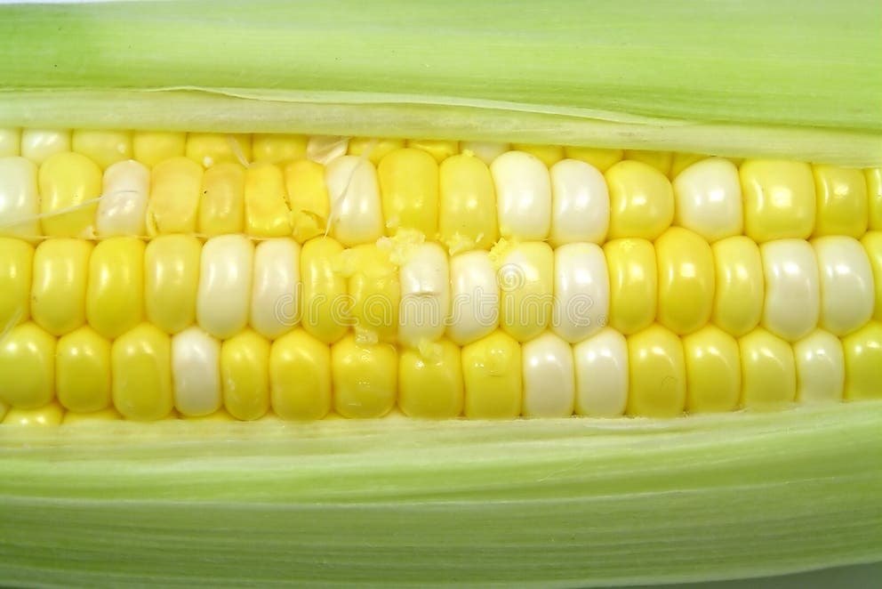 Fresh corn stock photo. Image of vegetable, corn, single - 597578