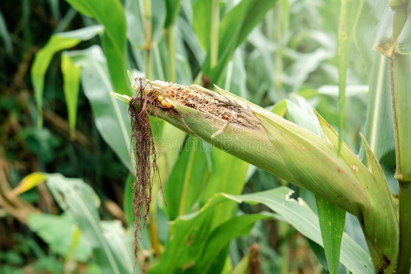 Fresh Corn for Animal in the Field Stock Image - Image of closeup, blue ...
