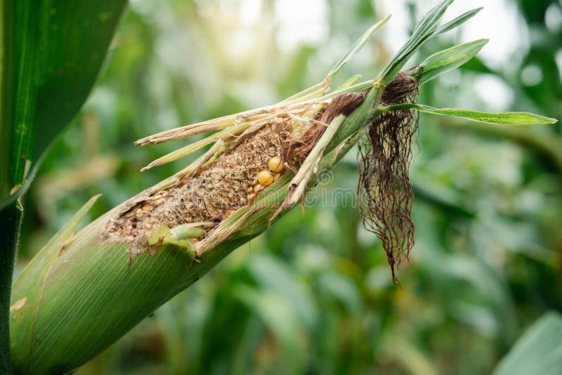 Fresh Corn for Animal in the Field Stock Image - Image of diverse ...