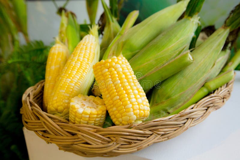 Fresh Corn in Basket,basket of Sweet Corn. Stock Photo - Image of grass ...