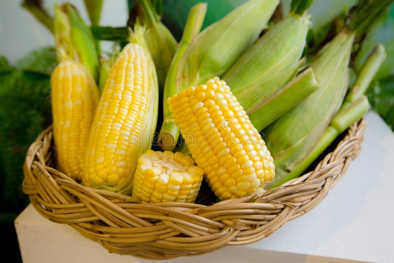 Fresh Corn in Basket,basket of Sweet Corn. Stock Image - Image of gold ...