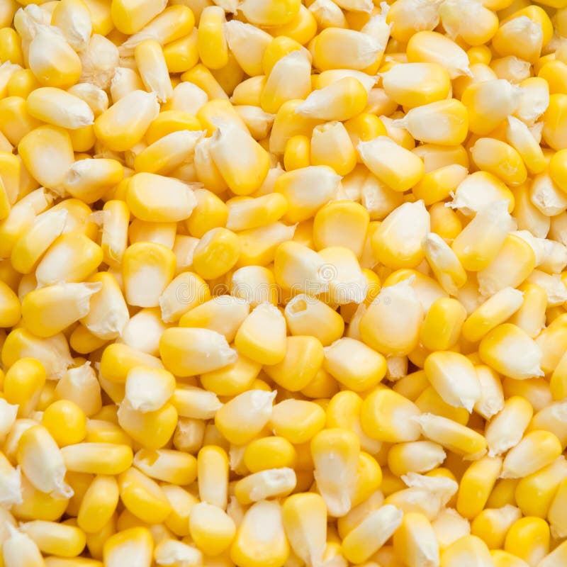 Fresh corn close up stock image. Image of sweet, backdrop - 25763333