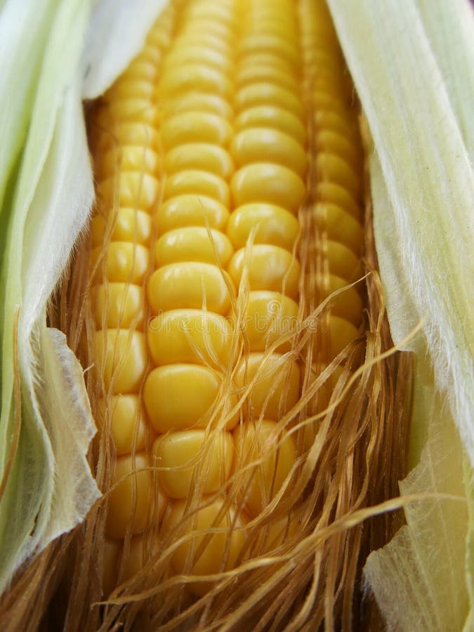 Fresh corn stock photo. Image of healthy, green, diet - 38318688
