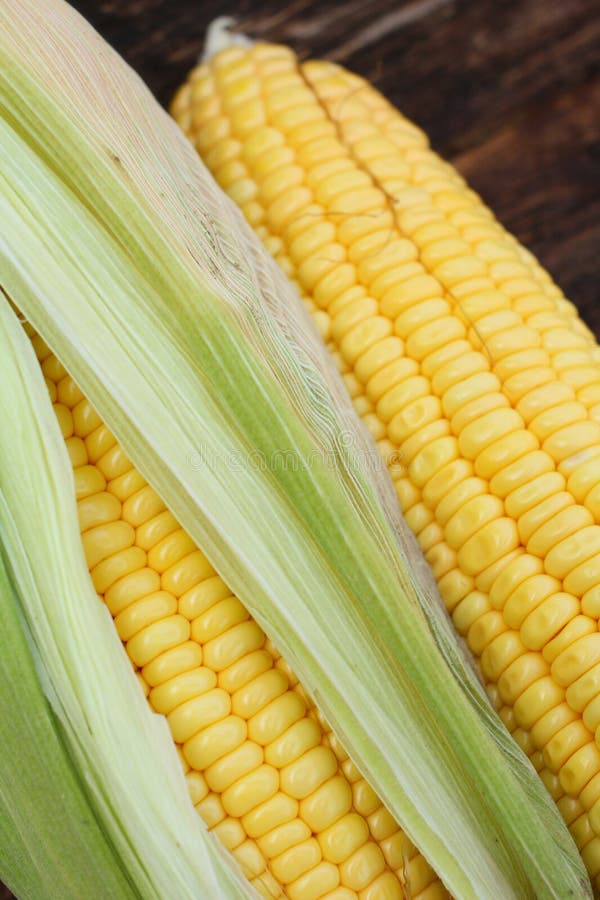 Fresh corn stock image. Image of food, farm, kernels - 38319565