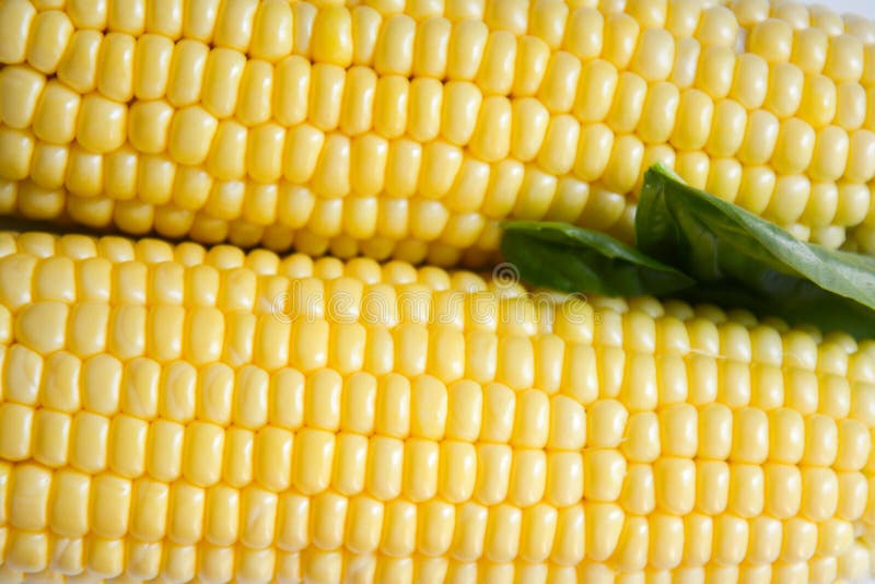 Fresh corn close-up stock photo. Image of crop, object - 80639254