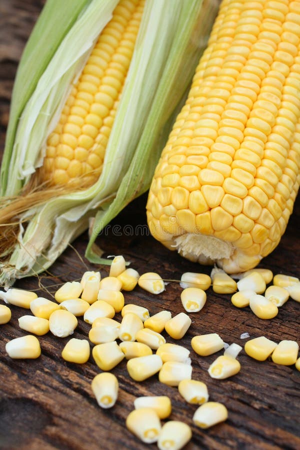 Fresh corn stock photo. Image of plant, healthy, food - 38316802