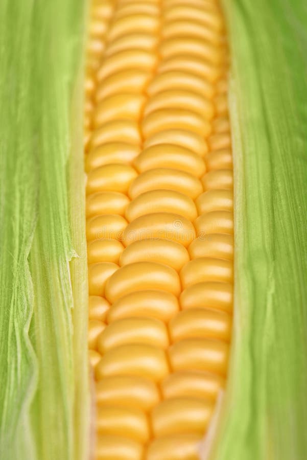 Fresh corn closeup stock photo. Image of corncob, natural - 62272180