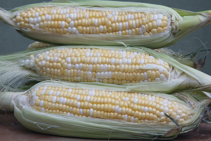 Fresh Corn on the Cob stock image. Image of still, corn - 25218259