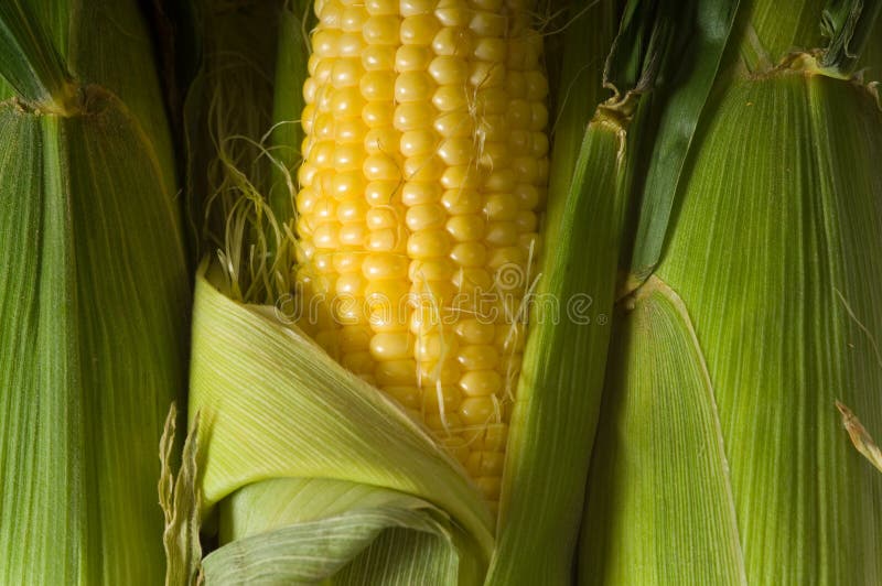 Fresh corn with us flags stock image. Image of agriculture - 25545259