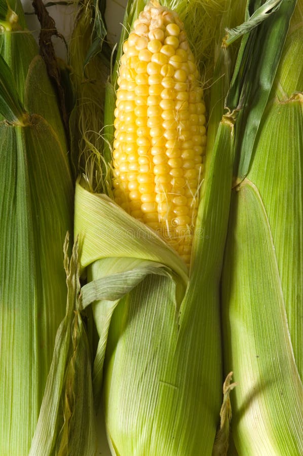 Fresh Corn on the cob stock photo. Image of delicious - 2804298