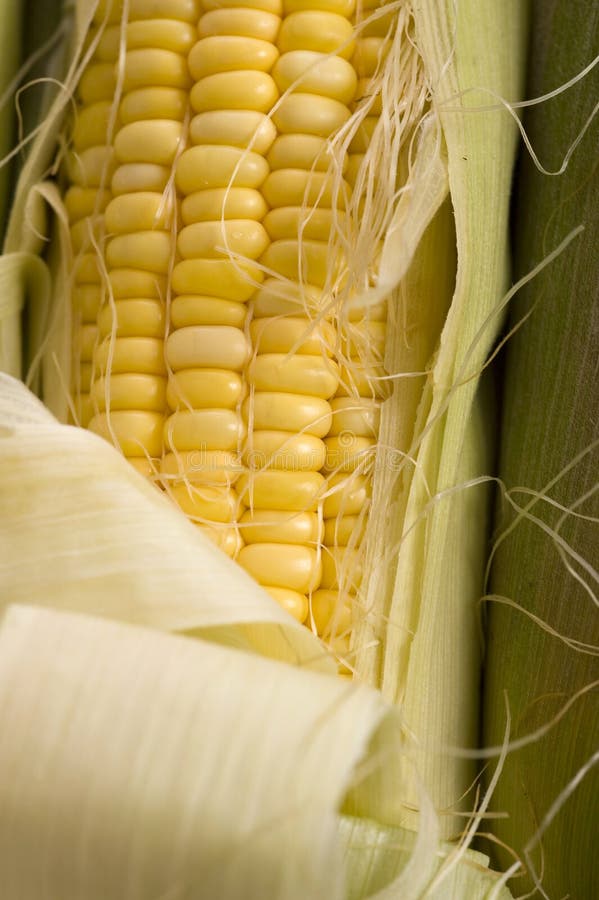 Fresh Corn on the cob stock photo. Image of industry, starch - 2804298 Fresh Corn on the cob stock photo. Image of industry, starch - 2804298