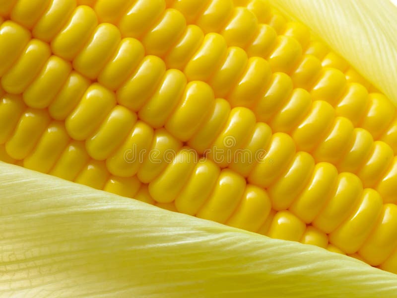 Fresh corn cob stock photo. Image of healthy, farm, grain - 44143642 Fresh corn cob stock photo. Image of healthy, farm, grain - 44143642