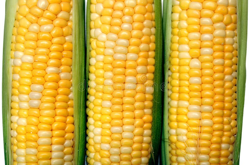 Corn stock image. Image of pattern, color, crisp, grow - 4648703