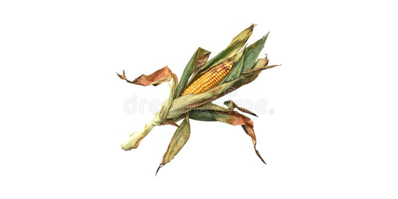 Fresh Corn Cob Husks Isolated Transparent Background Stock Photos ...