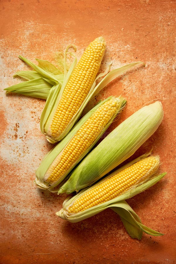 Fresh Corn Vegetables on Corn Plant Stock Photo - Image of farmers ...