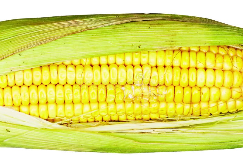 Fresh Corn Cob Isolated on White Background Stock Footage - Video of ...