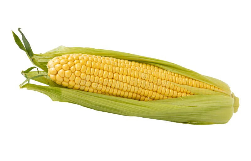 Fresh Corn Cob Isolated on White Background Stock Image - Image of ...