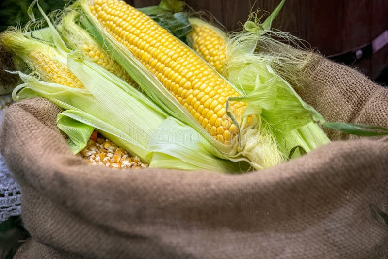 Fresh Corn on the Cob Lies on Bag of Ripe Corn Kernels. Stock Image ...