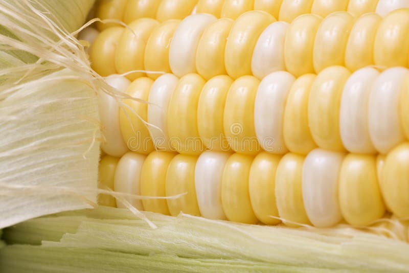 Fresh corn on the cob stock image. Image of kernel, sweet - 158205253