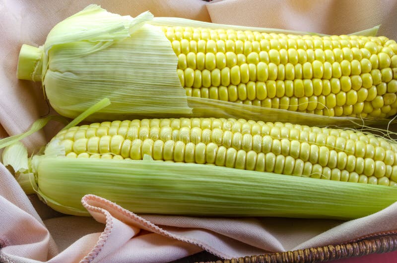 Two Cobs of Fresh Yellow Corn Both Lying in a Basket. Stock Photo ...