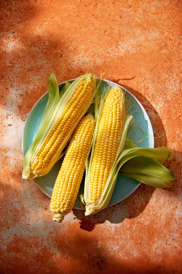 Fresh Corn Vegetables on Corn Plant Stock Photo - Image of farmers ...