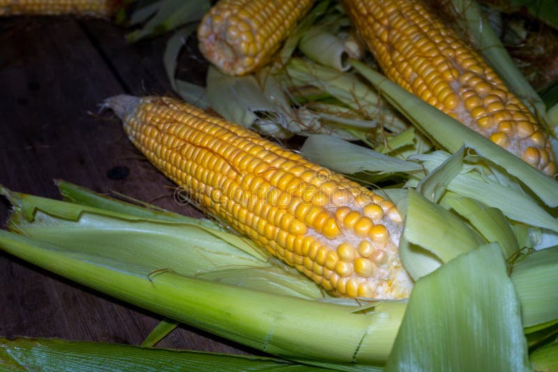 Fresh Corn Cob (Zea Mays) with Outer Husk Intact, Placed on a Rustic ...