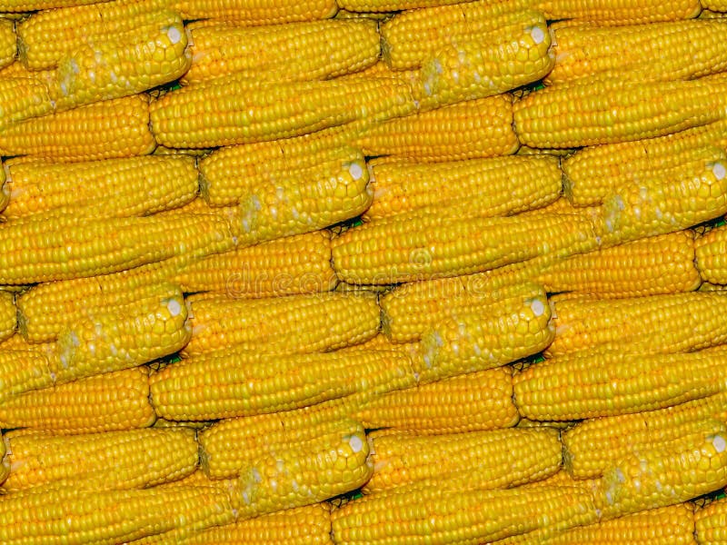 Fresh Corn Cobs stock photo. Image of background, fodder - 16553880