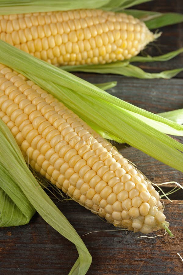 Fresh Corn Cobs stock photo. Image of freshness, fruit - 25535090