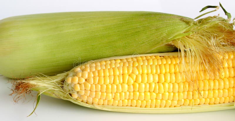 Fresh corn cobs stock image. Image of boiled, healthy - 26652443