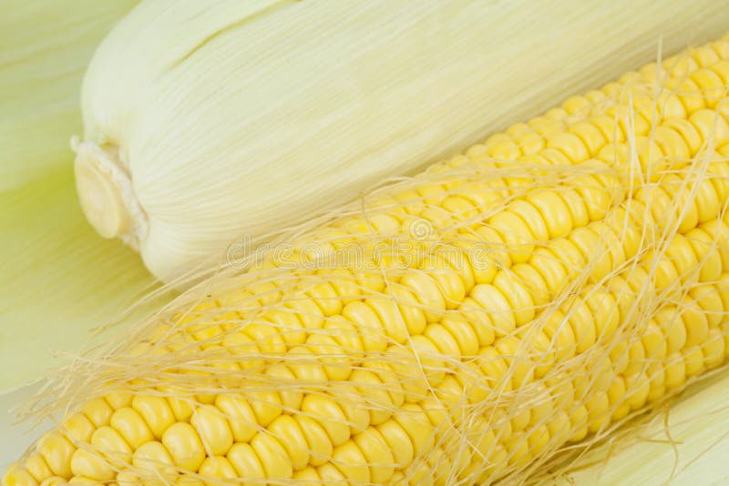 Fresh corn cobs stock image. Image of freshness, fresh - 27177191