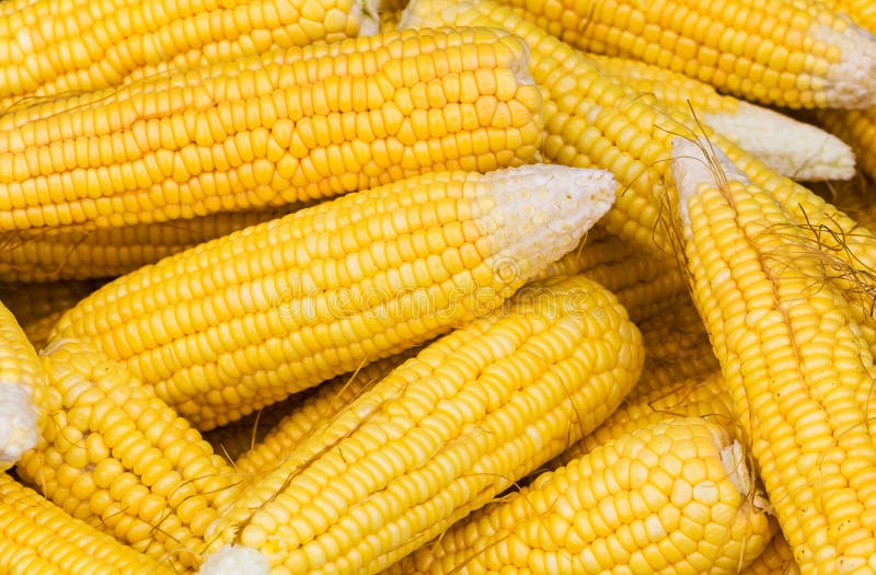 Fresh corn cobs stock image. Image of healthy, cook, ripe - 31885997