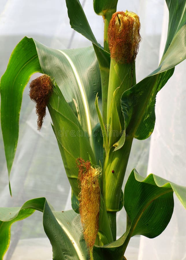 Fresh Corn Cobs stock photo. Image of plant, agriculture - 30353046