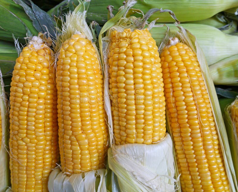 Fresh Corn Vegetables on Corn Plant Stock Photo - Image of farmers ...