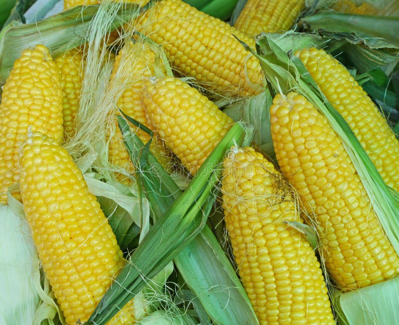 FRESH CORN with US FLAGS stock image. Image of agriculture - 25545259