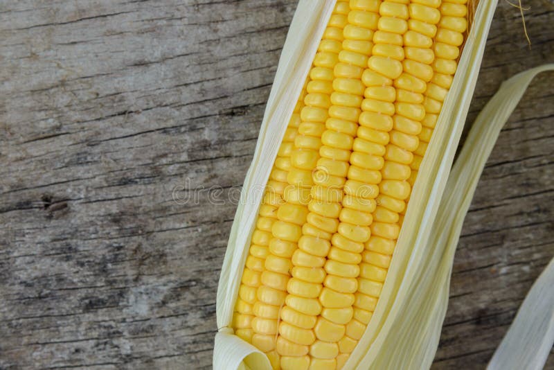 Fresh Corn on Cobs on Rustic Wooden with Copy Space Stock Photo - Image ...