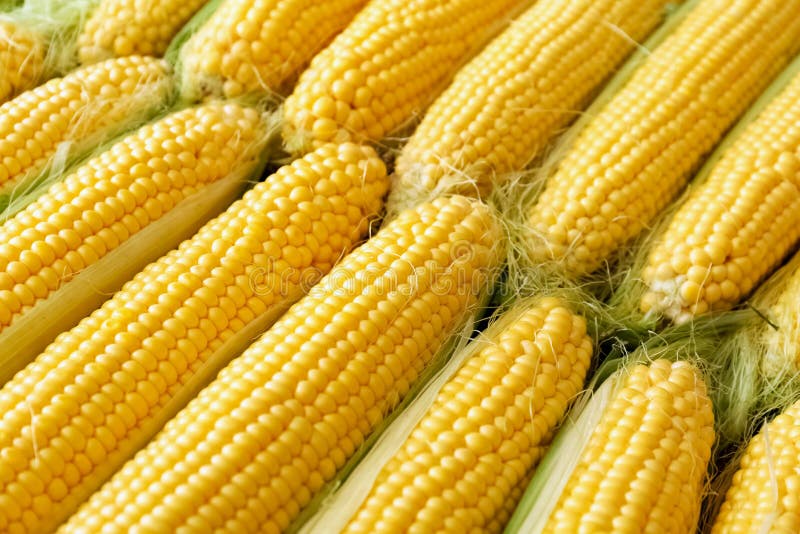 Fresh Corn on the Cobs. Summer Healthy Vegetables Stock Photo - Image ...
