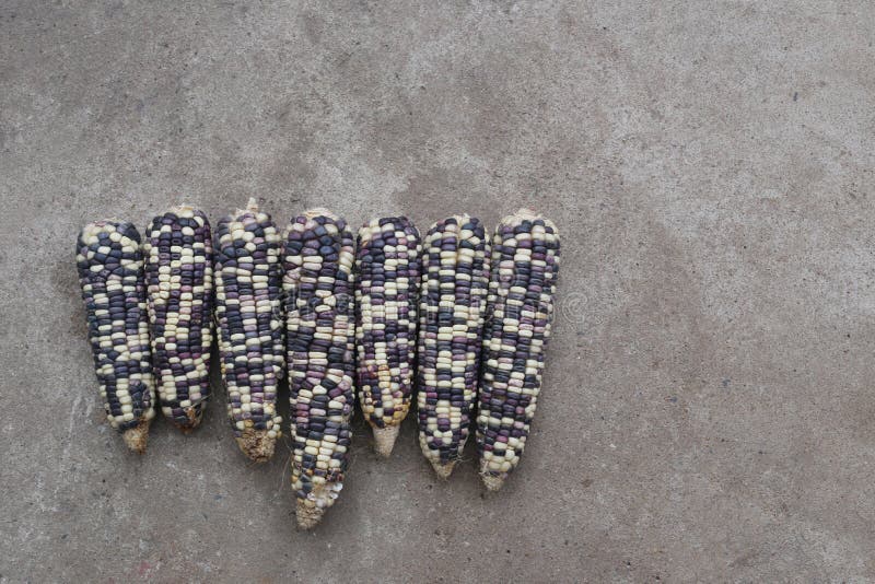 Fresh corn on concrete stock image. Image of concept - 244943233