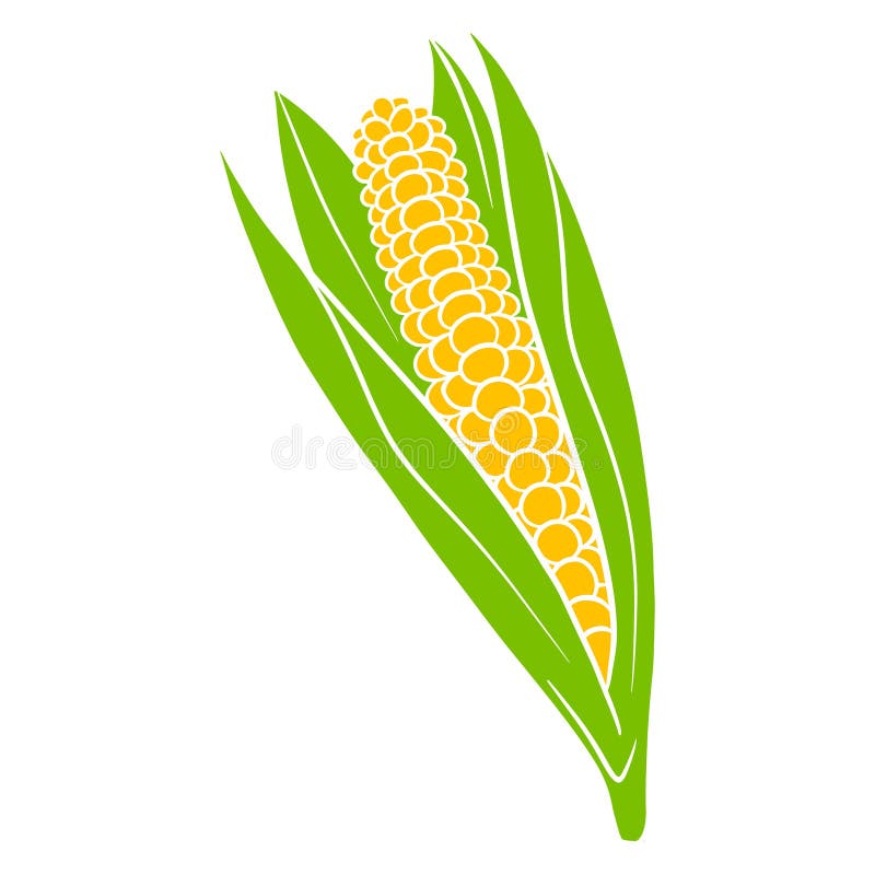 Fresh Corn. Corn in the Leaves. Vegetable Ingredient for the Kitchen ...